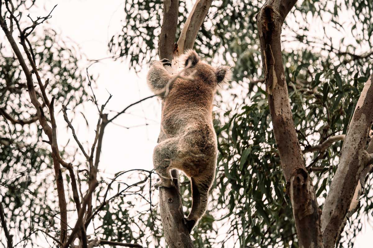 Wilde Koalas Australien: 30+ Spots + Steckbrief & Fakten