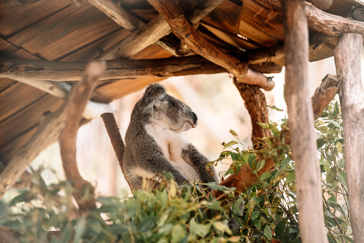 Wilde Koalas Australien: 30+ Spots + Steckbrief & Fakten
